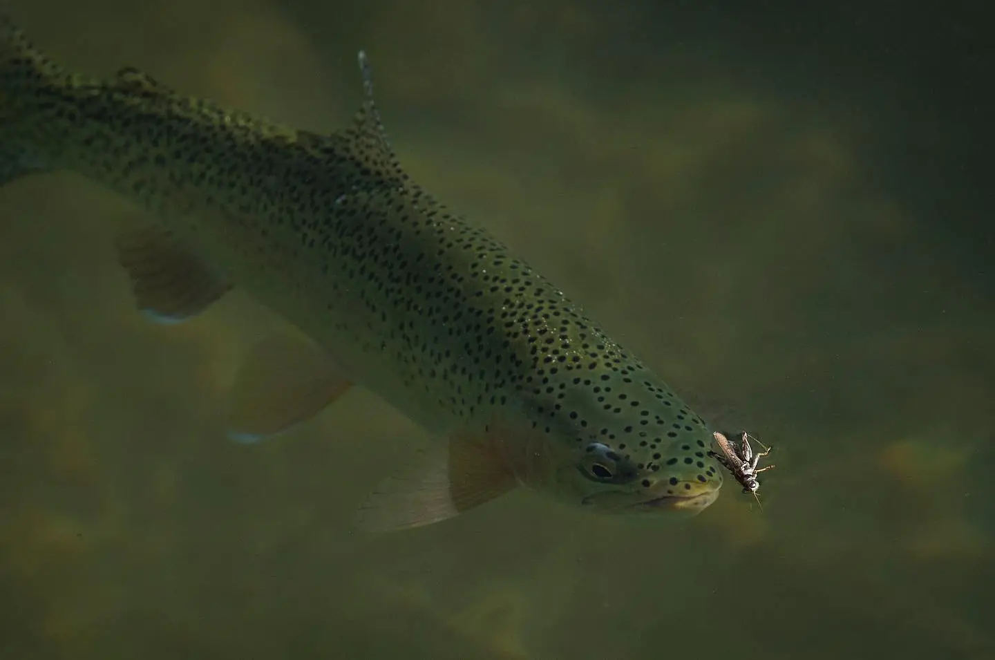 Mastering the Art of Catching Elusive Trout: A Guide by Josh Nugent ...